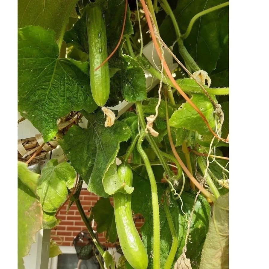 Se produkter som liknar 10 st frön av gurka , snackgu.. på Tradera ...