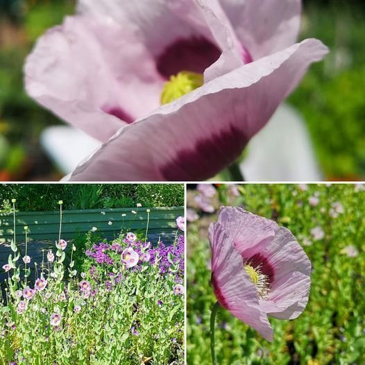 Se produkter som liknar Fröbrev - Vallmo - Papaver So.. på Tradera ...