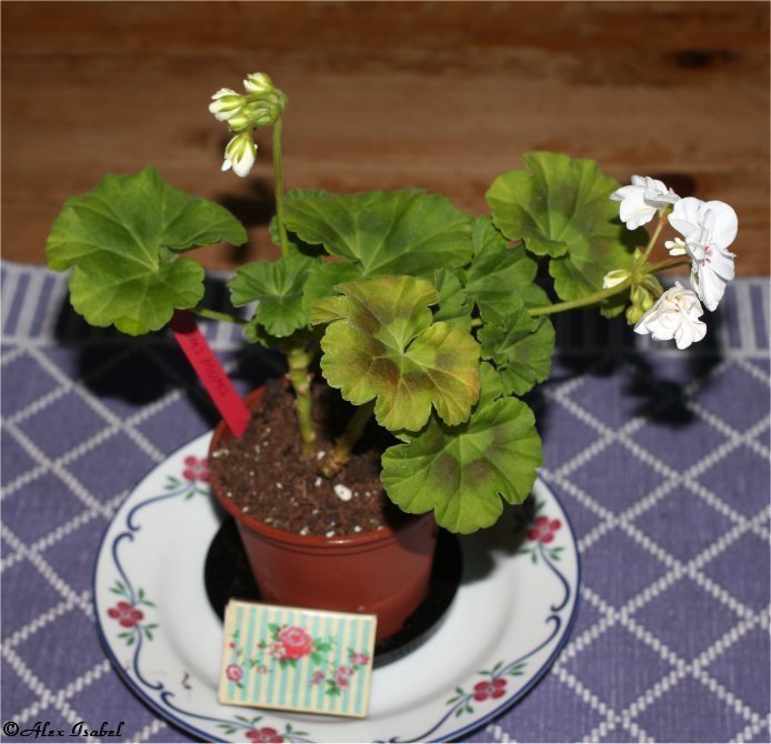 Söta dvärgpelargonen Mums Mums. Rotad Pelargon. | Köp på Tradera ...