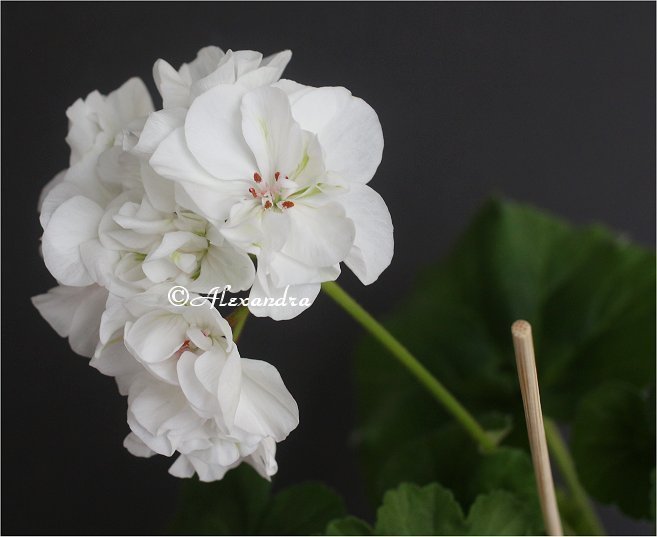 Söta dvärgpelargonen Mums Mums. Rotad Pelargon. | Köp på Tradera ...