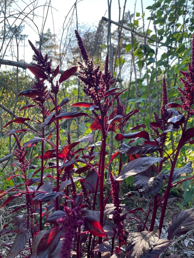 Amarant 30 frön 'Garnet red', Amaranthus cruent.. | Köp på Tradera ...