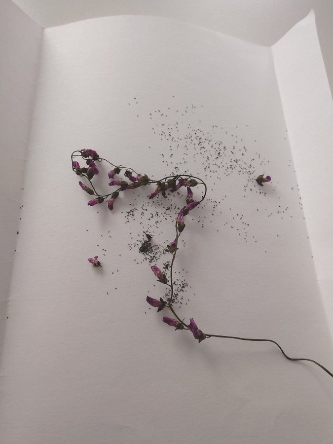 Drosera capensis frön - köttätande växt | Köp på Tradera (708534118)