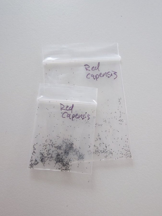 Drosera capensis frön - köttätande växt | Köp på Tradera (708534118)