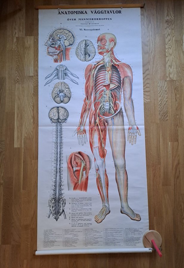 Plansch - Anatomisk väggtavla över människokrop.. | Köp på Tradera ...