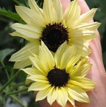 Solros Ice Cream | Köp på Tradera (713028363)