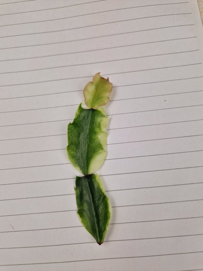 Noris Variegated - variegerad Schlumbergera. Ov.. | Köp på Tradera ...