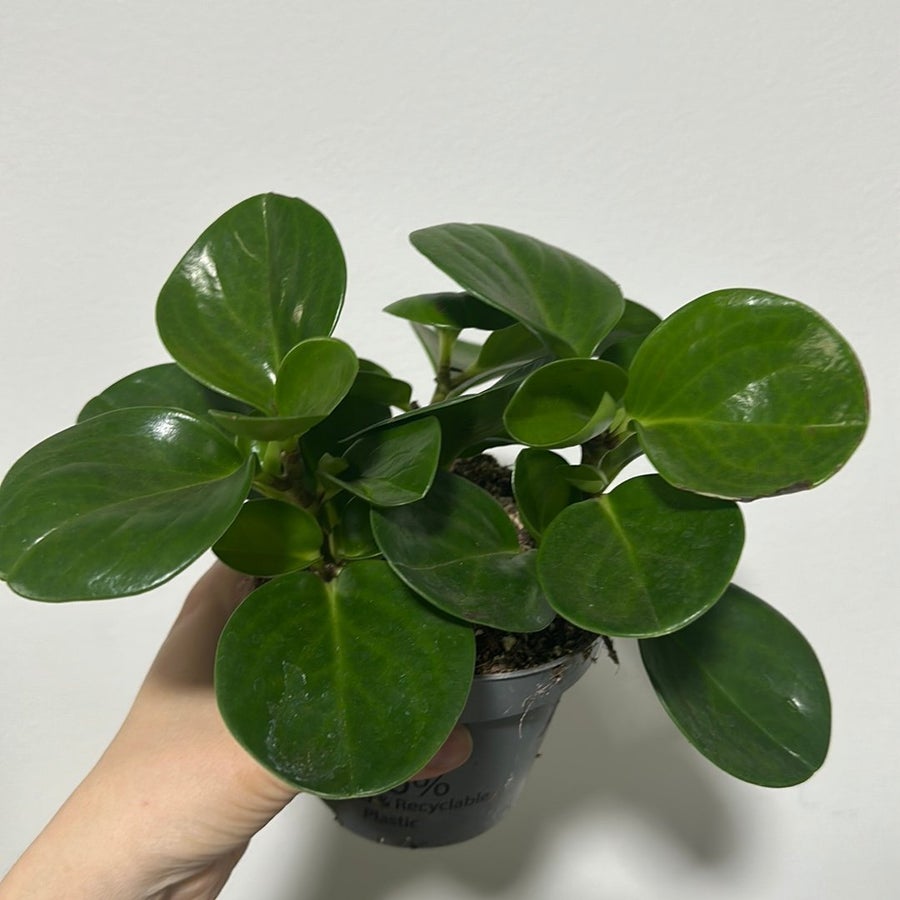 Peperomia obtusifolia | Köp på Tradera (737089016)