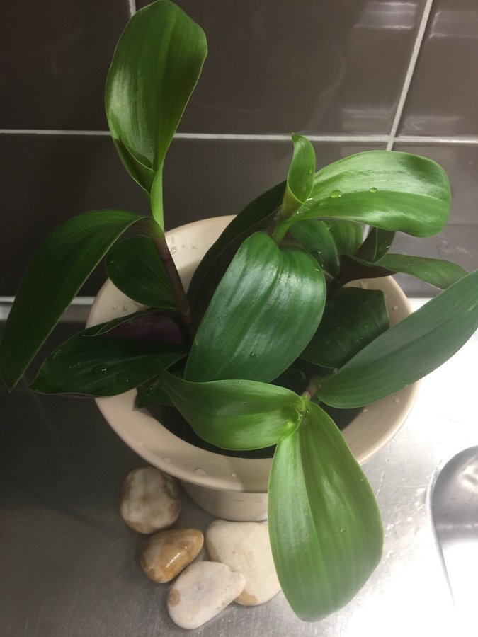 Lustiga Lotta, Tradescantia cerinthoides, 4 st | Köp på Tradera (734767055)