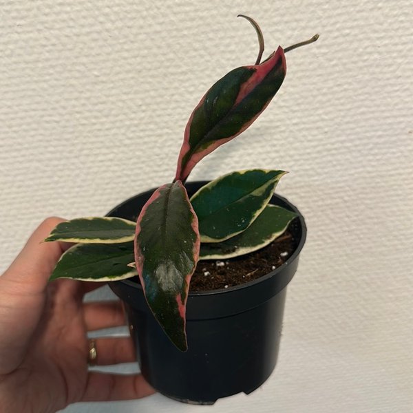 Hoya flamingo dream | Köp på Tradera (735543105)