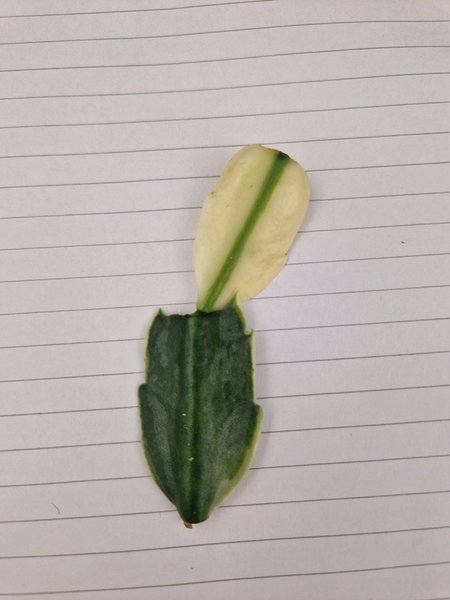 Noris Variegated - variegerad Schlumbergera. Ov.. | Köp på Tradera ...
