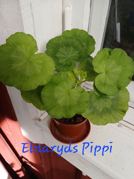 ELNARYDS PIPPI-rotad stickling | Köp på Tradera (736852380)