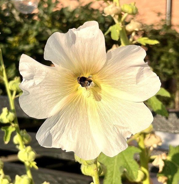 Se produkter som liknar Stockros vit 20 frön mormorsb.. på Tradera ...