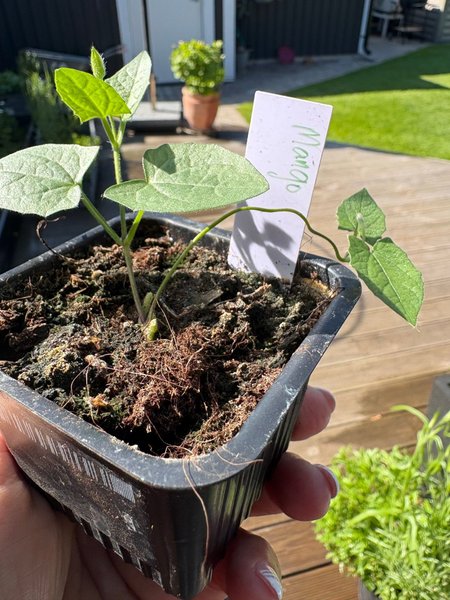 Planta Svartöga 'Mango' - Thunbergia alata | Köp på Tradera (733134733)