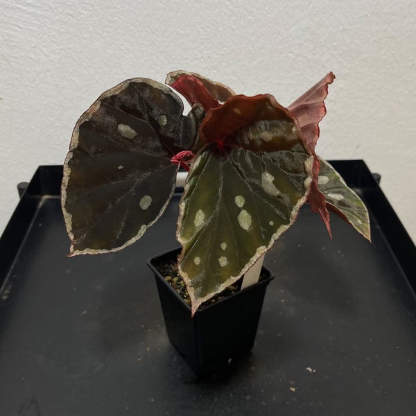 Begonia sp. Sarawak Spots | Köp på Tradera (737097150)