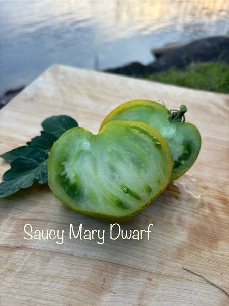 Saucy Mary Dwarf 10 Tomatfrön | Köp på Tradera (707264878)