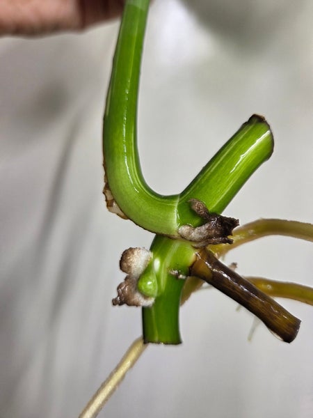 Monstera albo variegata | Köp på Tradera (736568881)