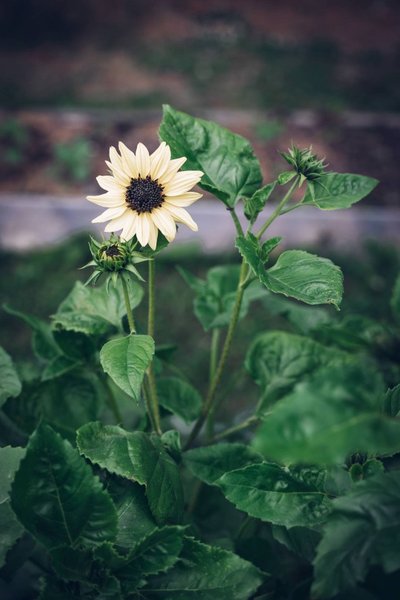 Se produkter som liknar Solros 'Ice Cream' ,7 frön på Tradera (663607328)