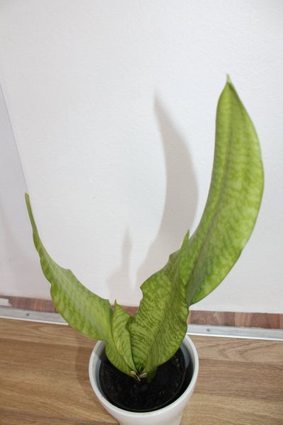Sansevieria trifasciata 'Laurentii' - Svärmors .. | Köp på Tradera ...