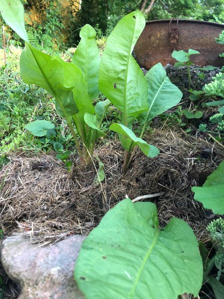 Romersk spenat,frön till perenn (flerårig) grön.. | Köp på Tradera ...