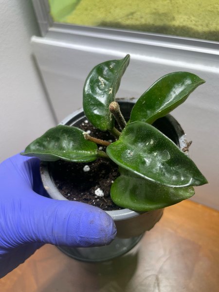 Hoya carnosa ’Krinkle’ (Round Leaf) | Köp på Tradera (713329094)