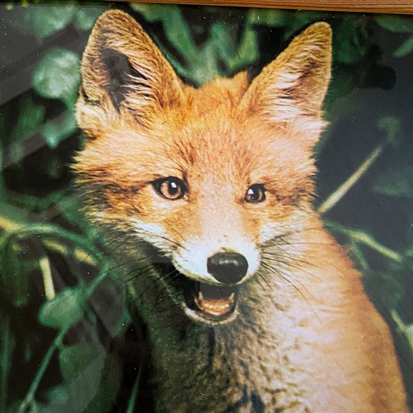 Tavla med vacker räv i träram. Kuriosa inredning. | Köp på Tradera ...