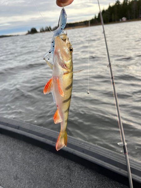 3-pack Lizard 15cm (med svansen utfälld), hemma.. | Köp på Tradera ...