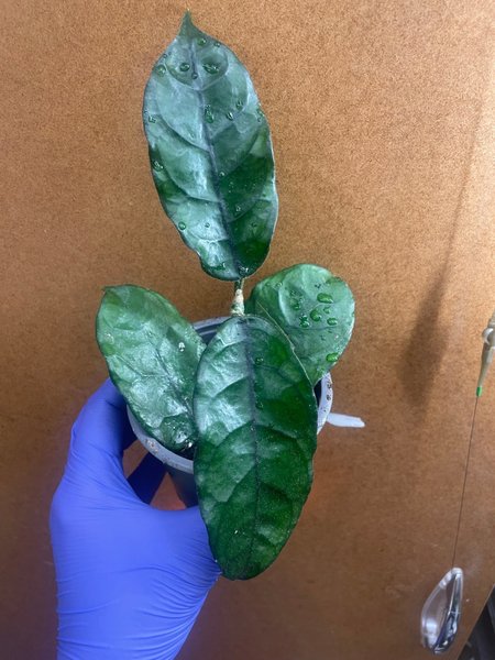 Hoya globulosa vilosa | Köp på Tradera (734420659)