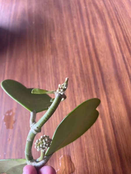 Hoya Kerrii - Rotad stickling | Köp på Tradera (733736983)