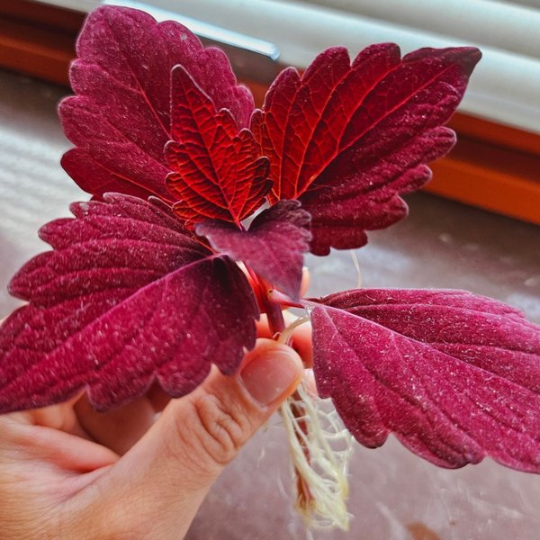 Sticklingar - Krukväxter | Köp & sälj begagnat & oanvänt på Tradera