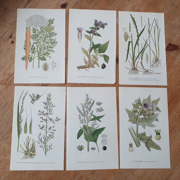 6 st blad Nordens Flora, Skolplansch av C.A.M L.. | Köp på Tradera ...