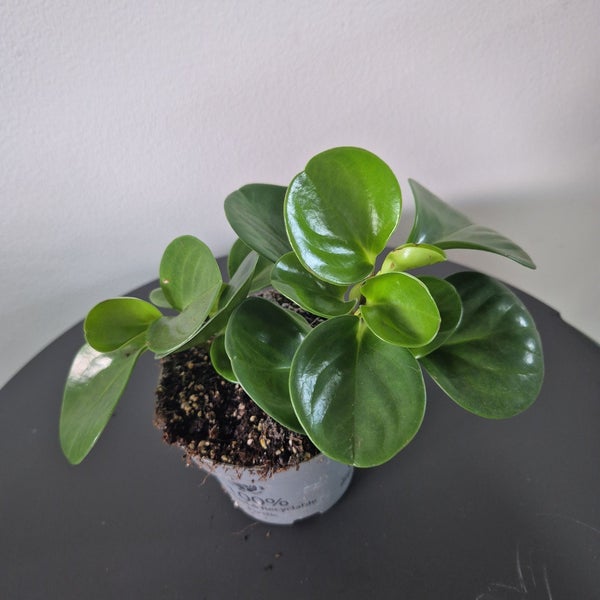 Peperomia obtusifolia | Köp på Tradera (737083224)