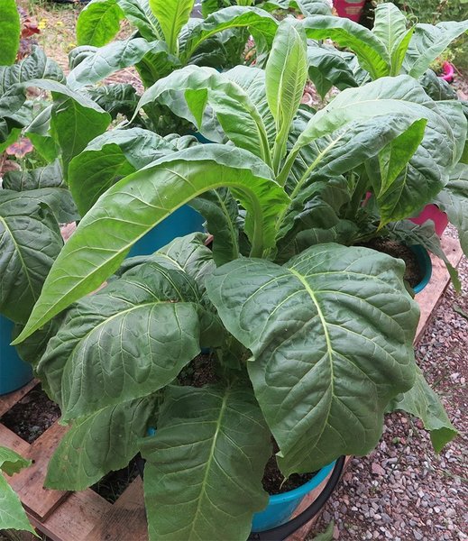 Se produkter som liknar Tobak - Virginia Gold - Rolig.. på Tradera ...