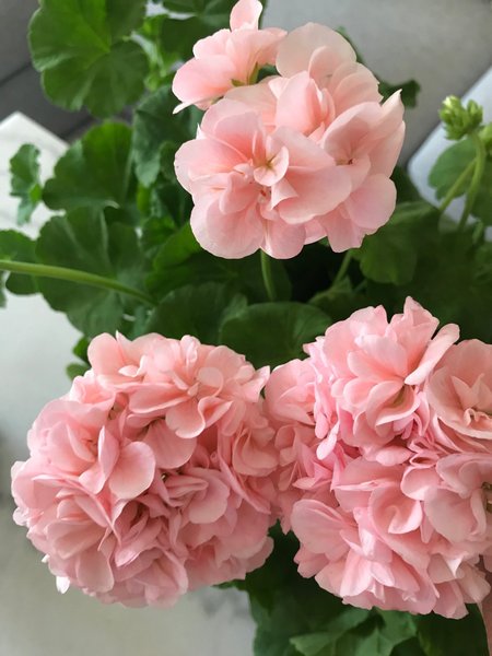 Pelargon Mårbacka planta rosa vackra blommor | Köp på Tradera (693040097)