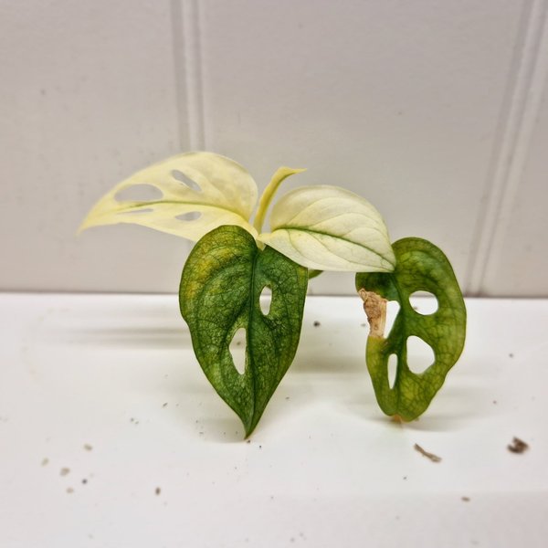 Sticklingar - Krukväxter | Köp & sälj begagnat & oanvänt på Tradera