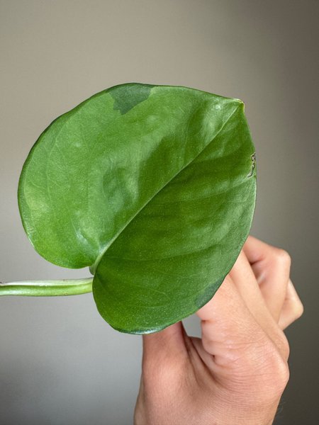 Epipremnum aureum Manjula (Happy leaf) - grön | Köp på Tradera (734718858)