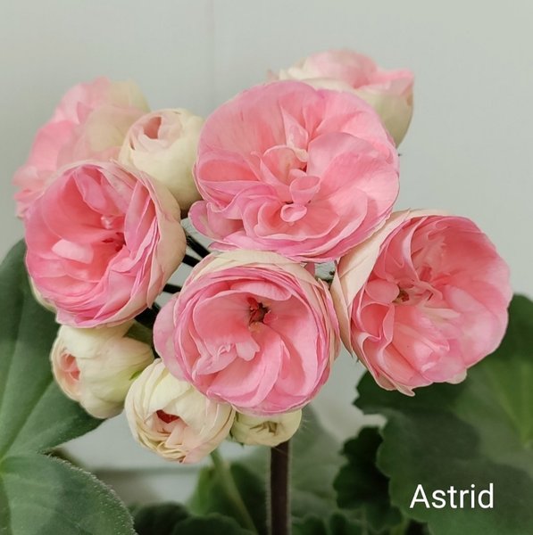 Se produkter som liknar Pelargon 'Astrid' - zonal, vä.. på Tradera ...