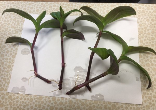Lustiga Lotta, Tradescantia cerinthoides, 4 st | Köp på Tradera (734767055)